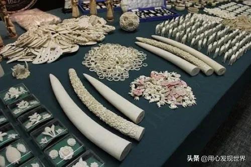 Human greed has forced many animals to re-evolve, and future elephants ...