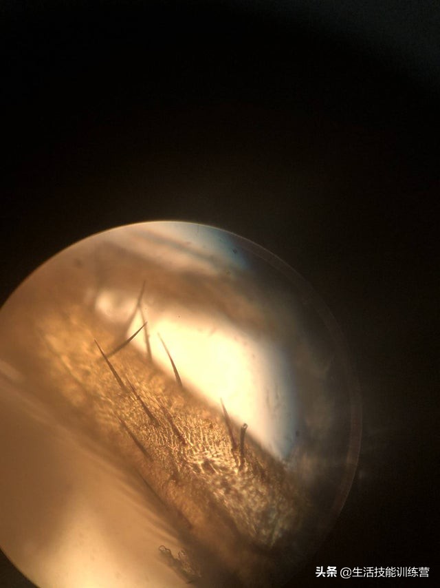 Wonderful microscopic world, 30 pictures show how everyday objects look ...