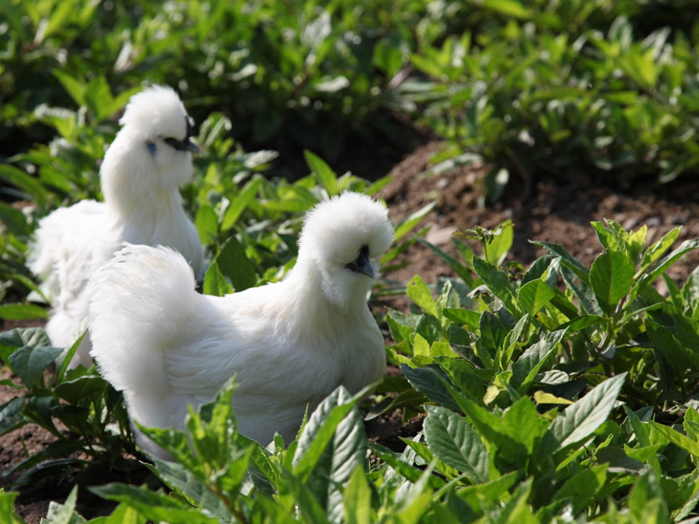 What is the difference between black-bone chicken and ordinary chicken ...