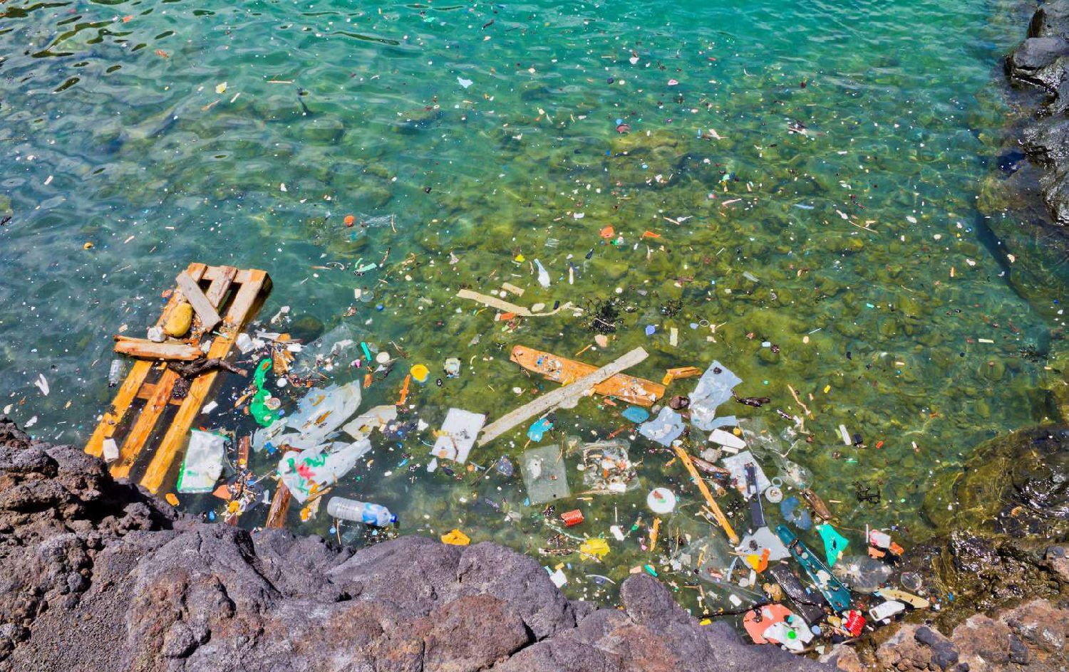 How much impact does plastic have on human health?Scientists have given ...