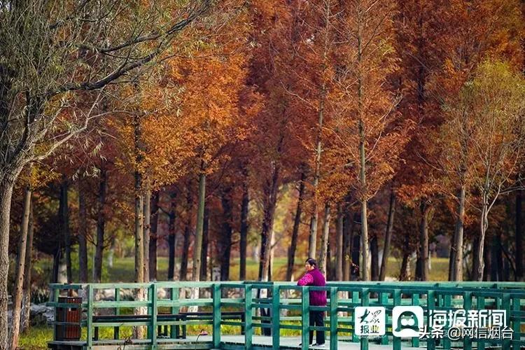 Picturesque Yuniao River Park in Yantai Red Yantai in early winter - iNEWS