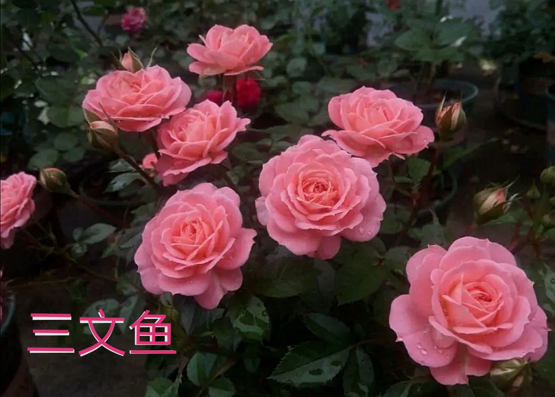 Balcony Mini Roses No. 4-Dutch Balcony Series Roses - iNEWS