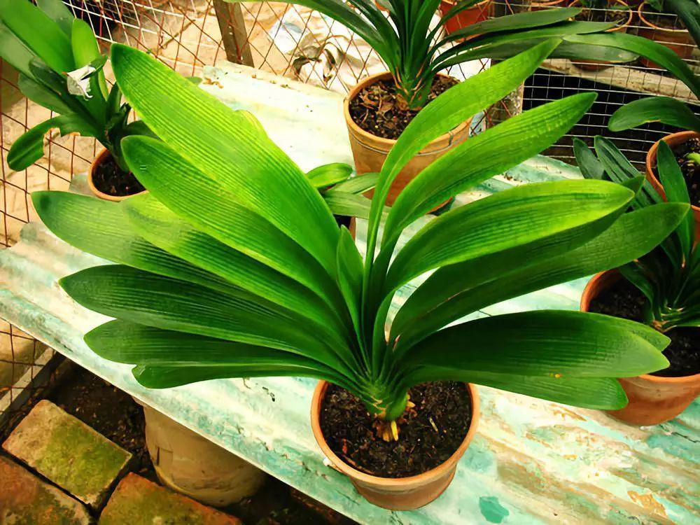 Jun Zilan Spring "Turn the Pot", the flower pot is paying attention to ...
