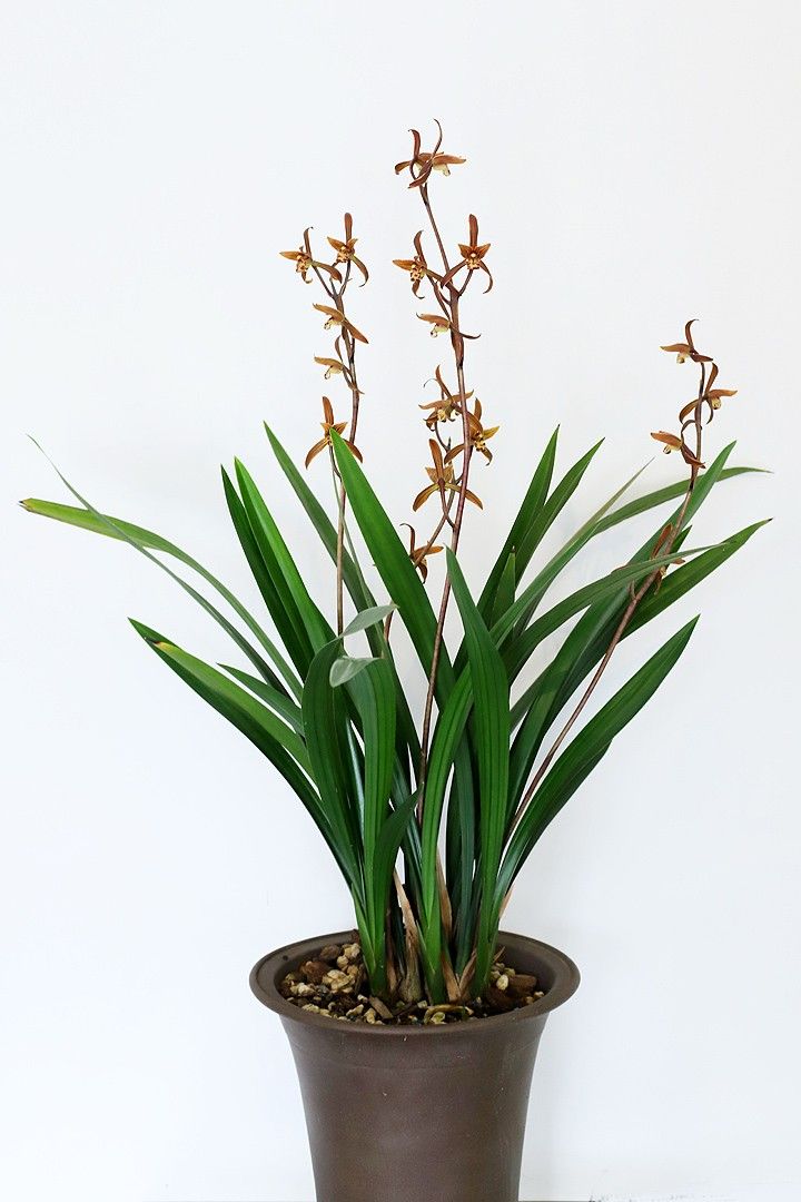Cultivation of molan in winter, do 4 elements well, blossom full of ...