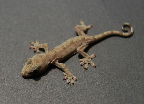 Why is the gecko called the "gecko"? Is his urine really toxic? Listen ...