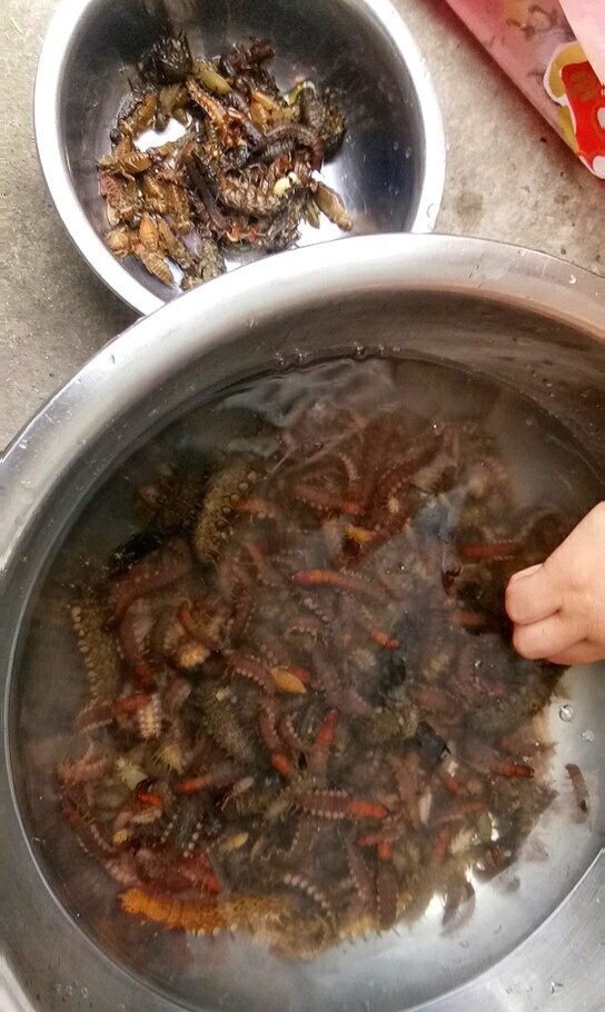 Northeast Umi, Guangxi all kinds of insects, Yunnan Sacha, what other ...