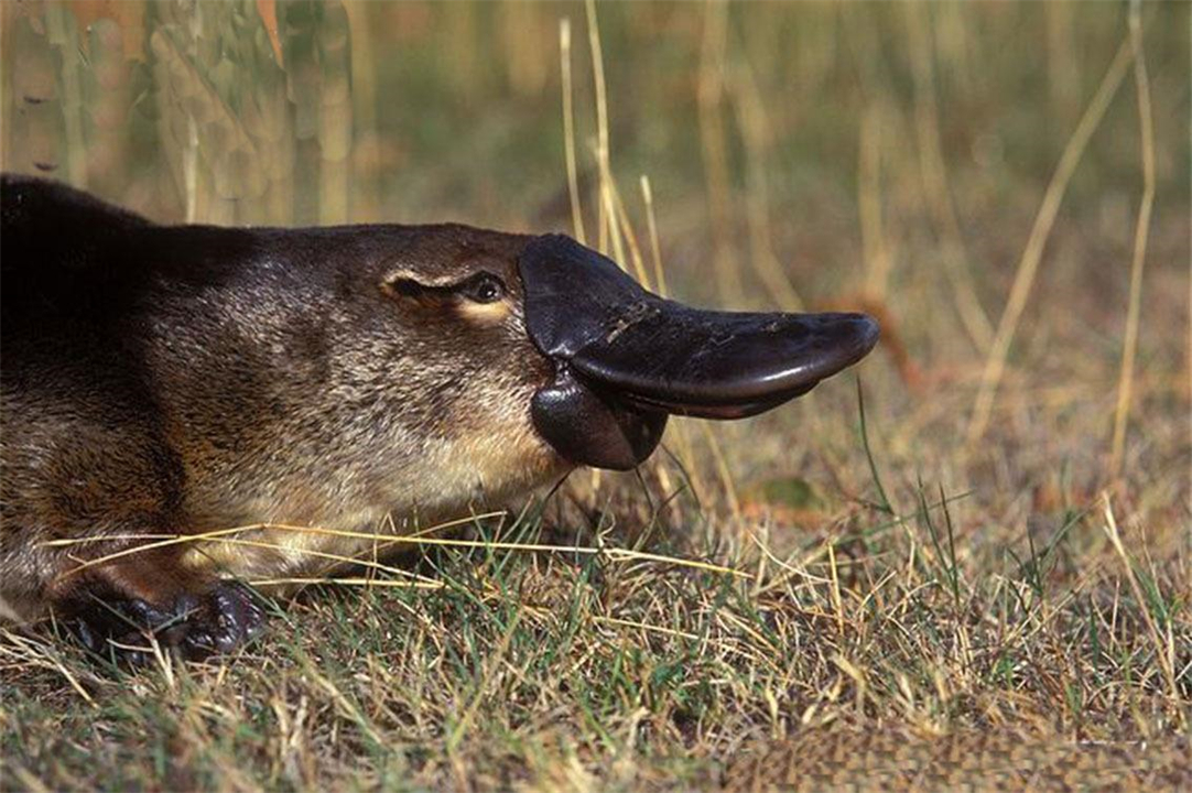 With 10 chromosomes and theoretically 25 genders, why is the platypus ...