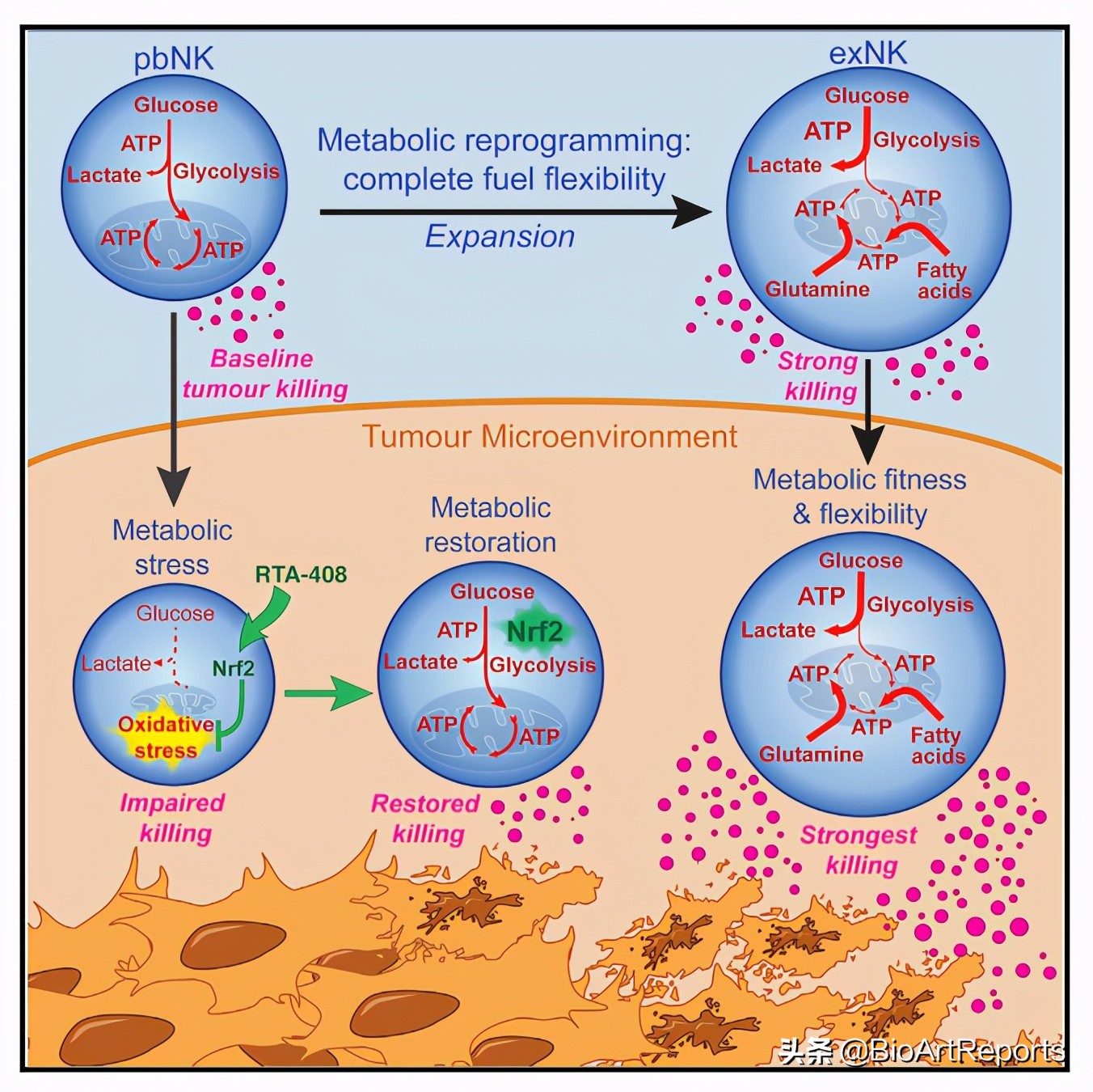 How does the tumor microenvironment inhibit the anti-tumor activity of ...