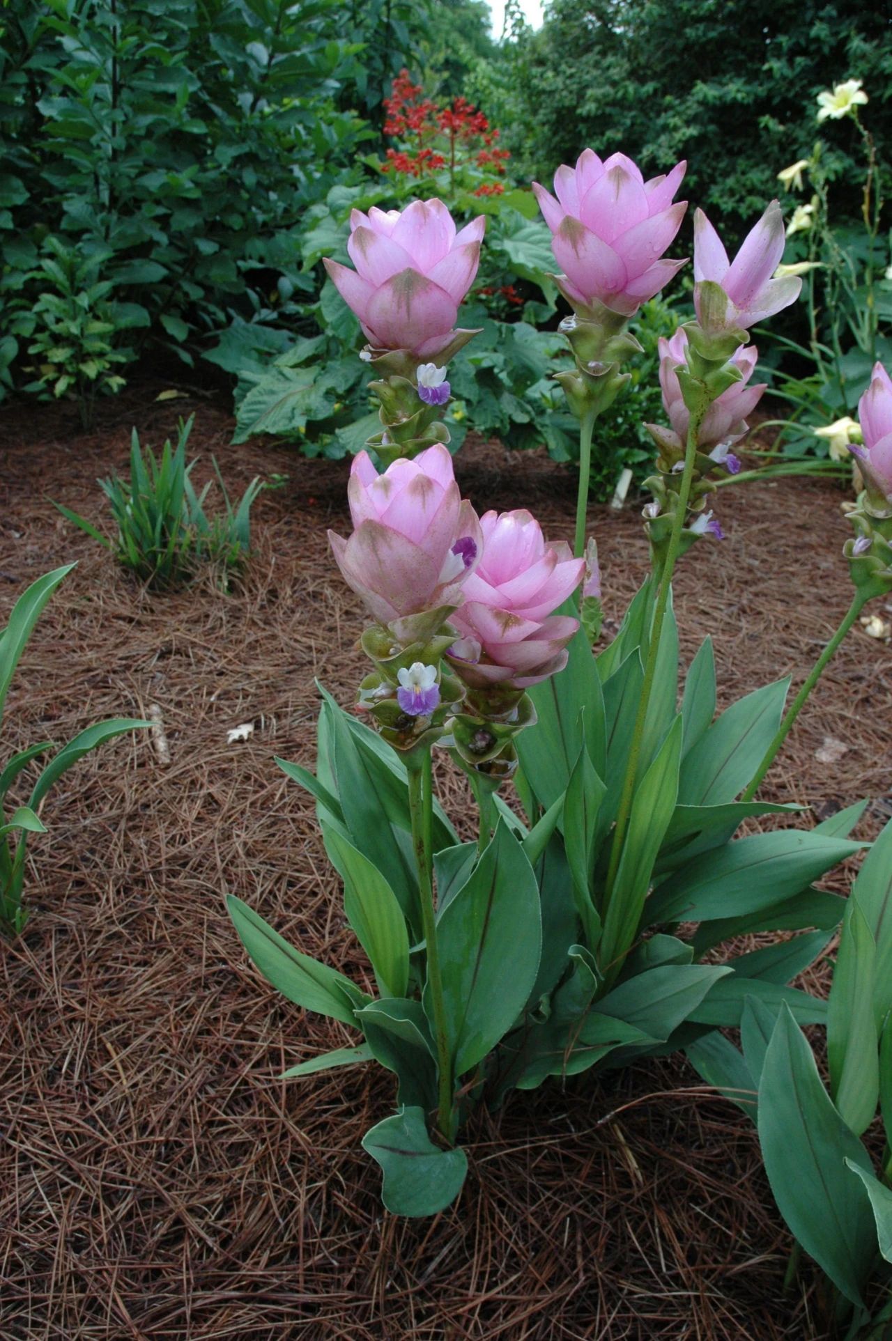 "Ginger in a pot" at home, blooming "Lotus", inserted in a vase, and ...