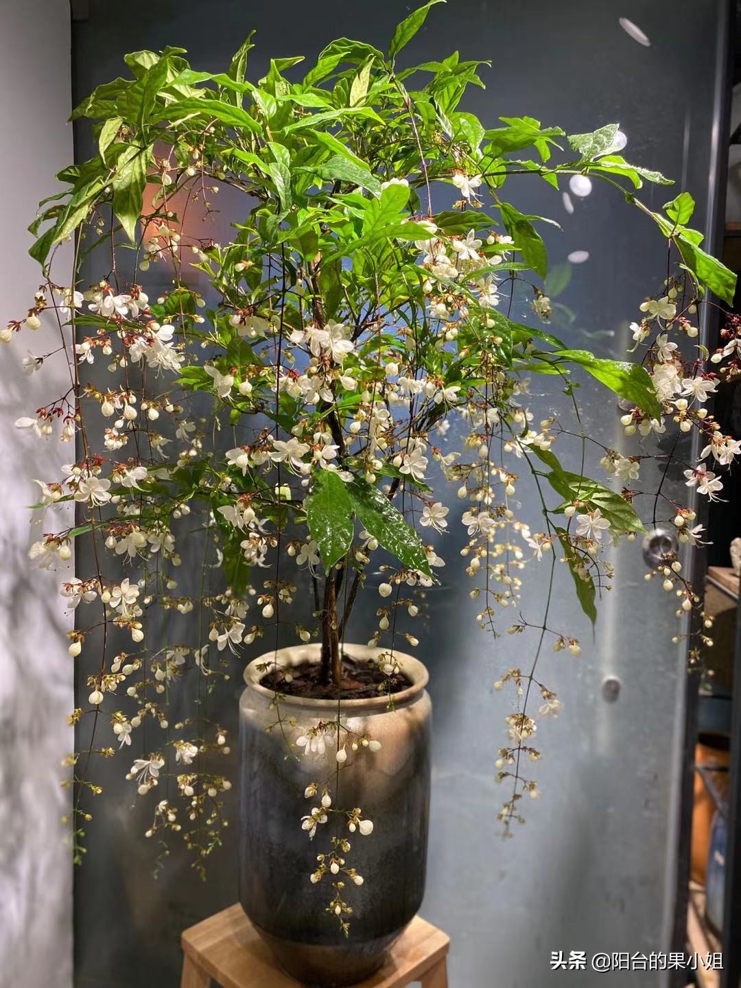 New favorite of winter potted plants: Jasmine weeping - iNEWS