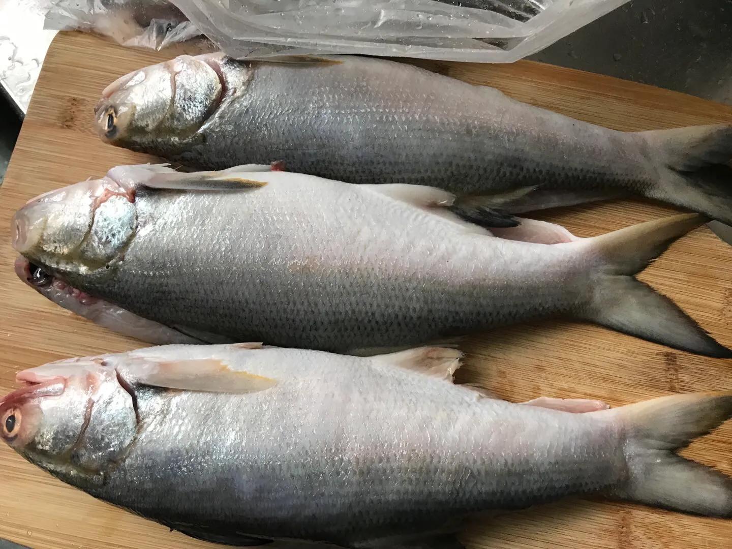 When you see this kind of fish, hurry up and buy it, the fishermen's ...