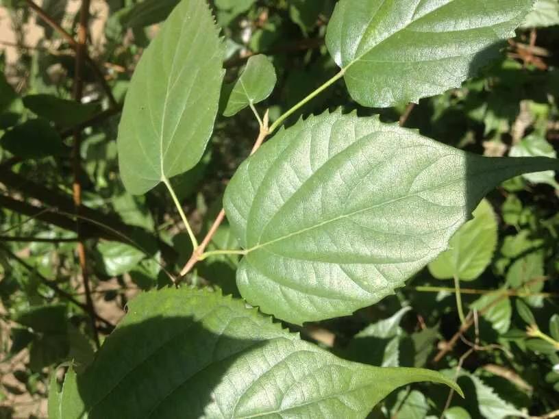 Immortal tofu, mountain food - iMedia