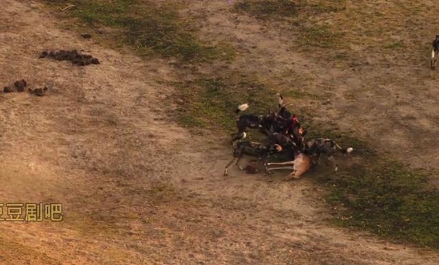 The most controversial animal in the world, the calico wolf - iNEWS