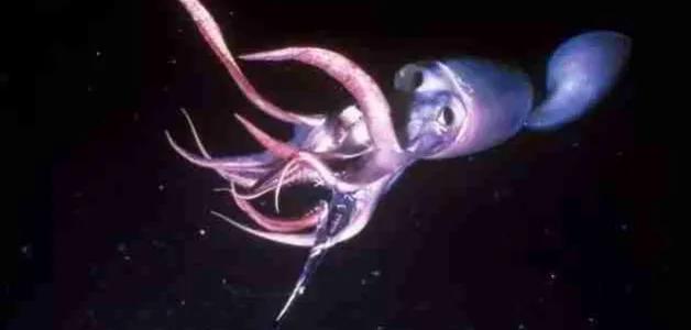 The Red Devil in the Depths of the Sea: Humboldt Squid - iNEWS