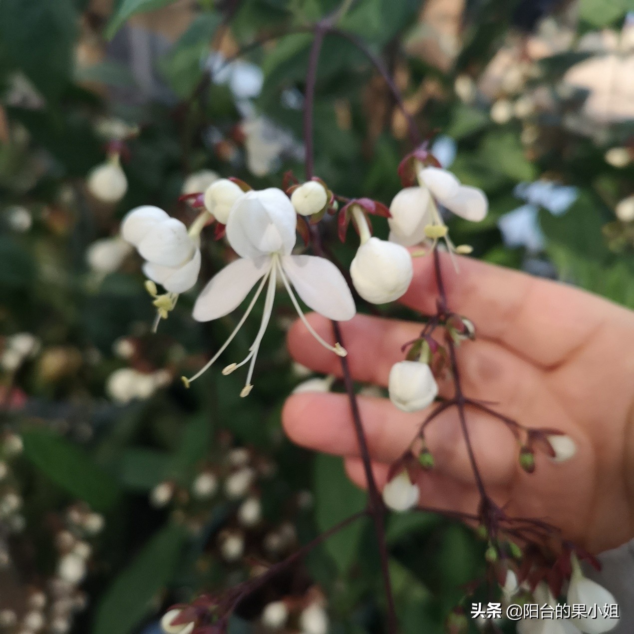 New favorite of winter potted plants: Jasmine weeping - iNEWS