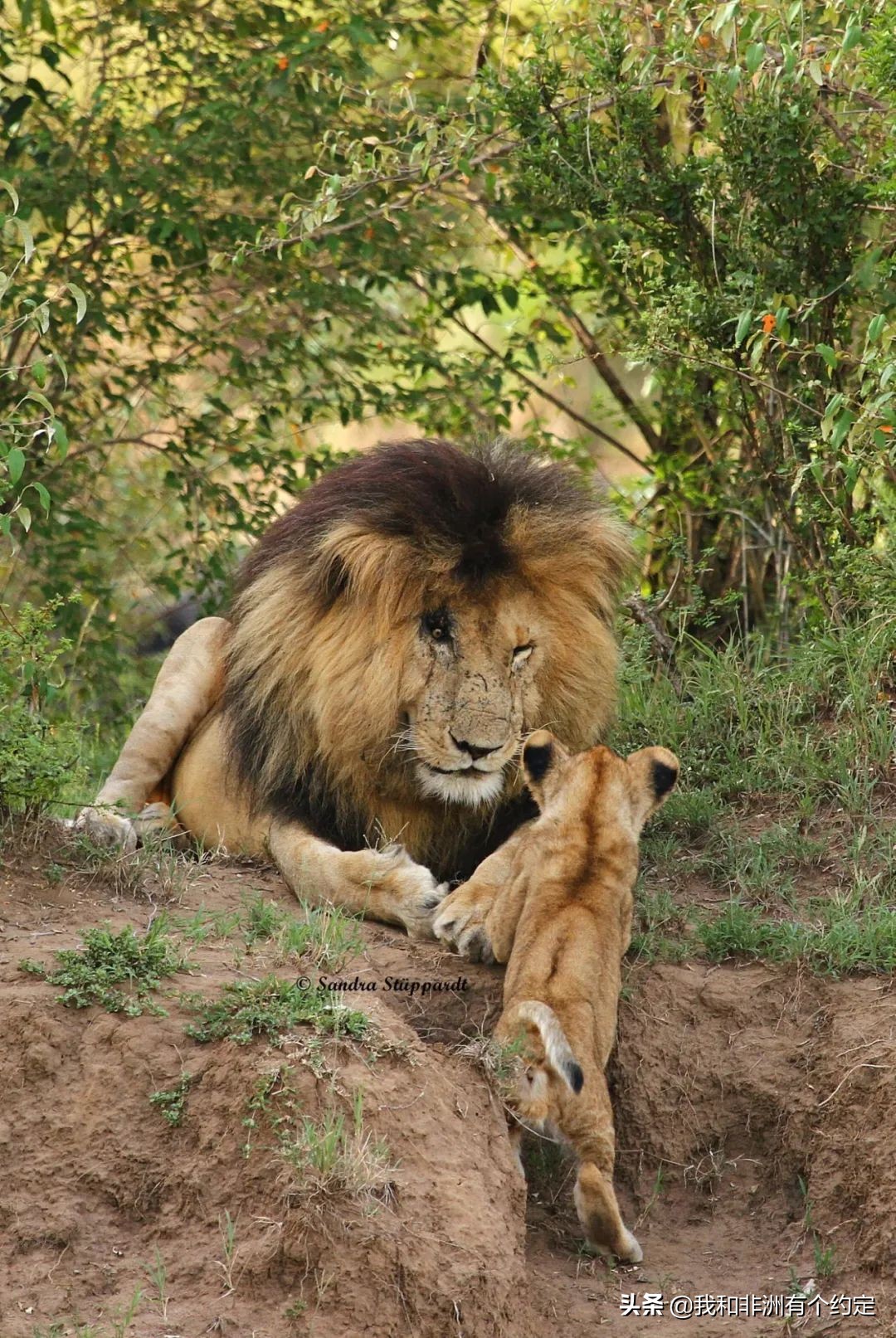 How "Scar" became the greatest lion in the Masai Mara - iNEWS