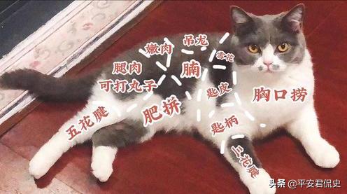 Why don't the Chinese who "eat everything" do not eat cat meat, is it ...