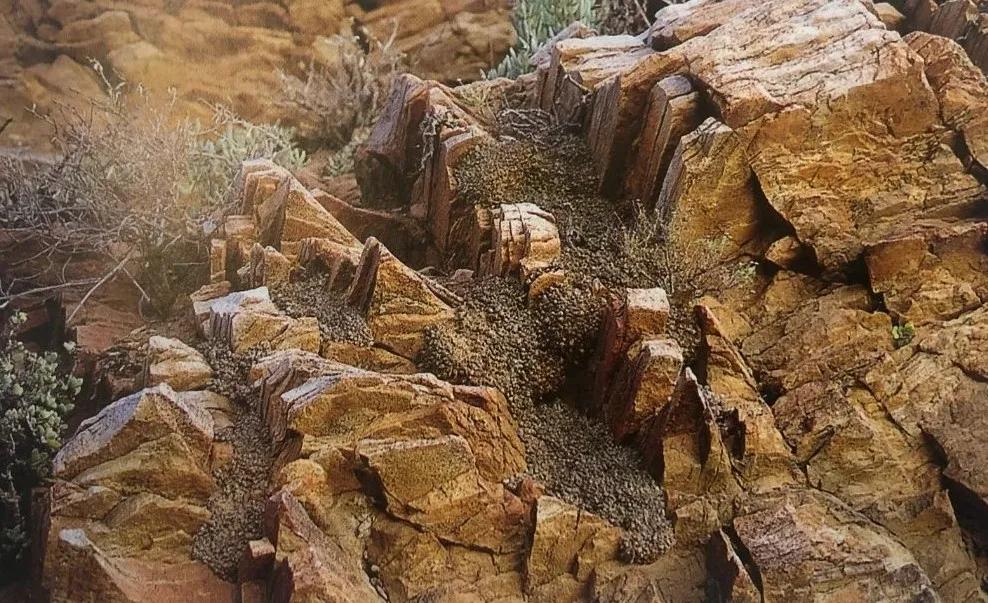 奇峰錦屬 Tylecodon longipes 長莖奇峰錦 - 資訊咖