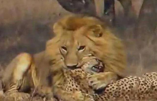 Why did the leopard transform from an ancient ogre to a regular beast ...