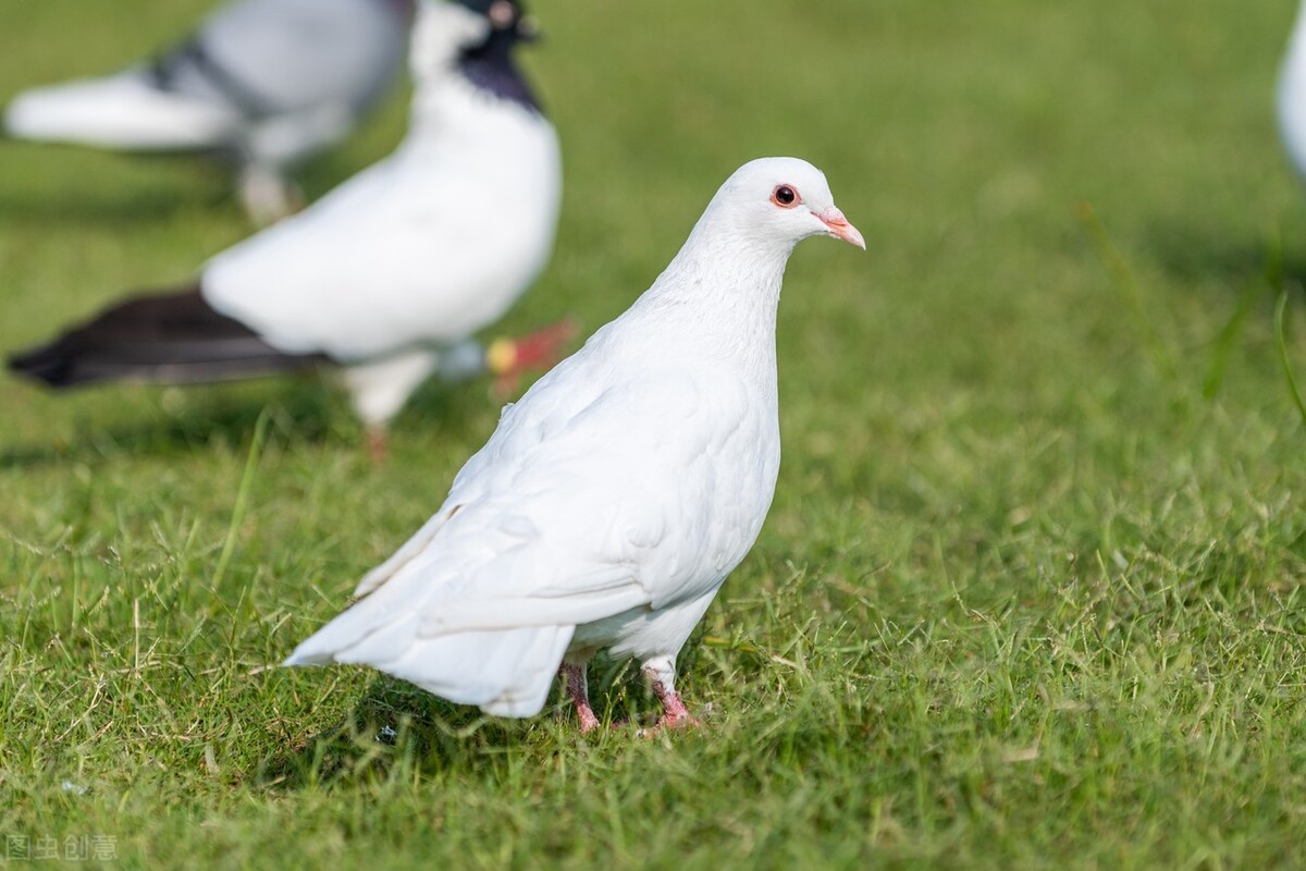 How to treat a single eye cold in pigeons How to deal with a single eye ...