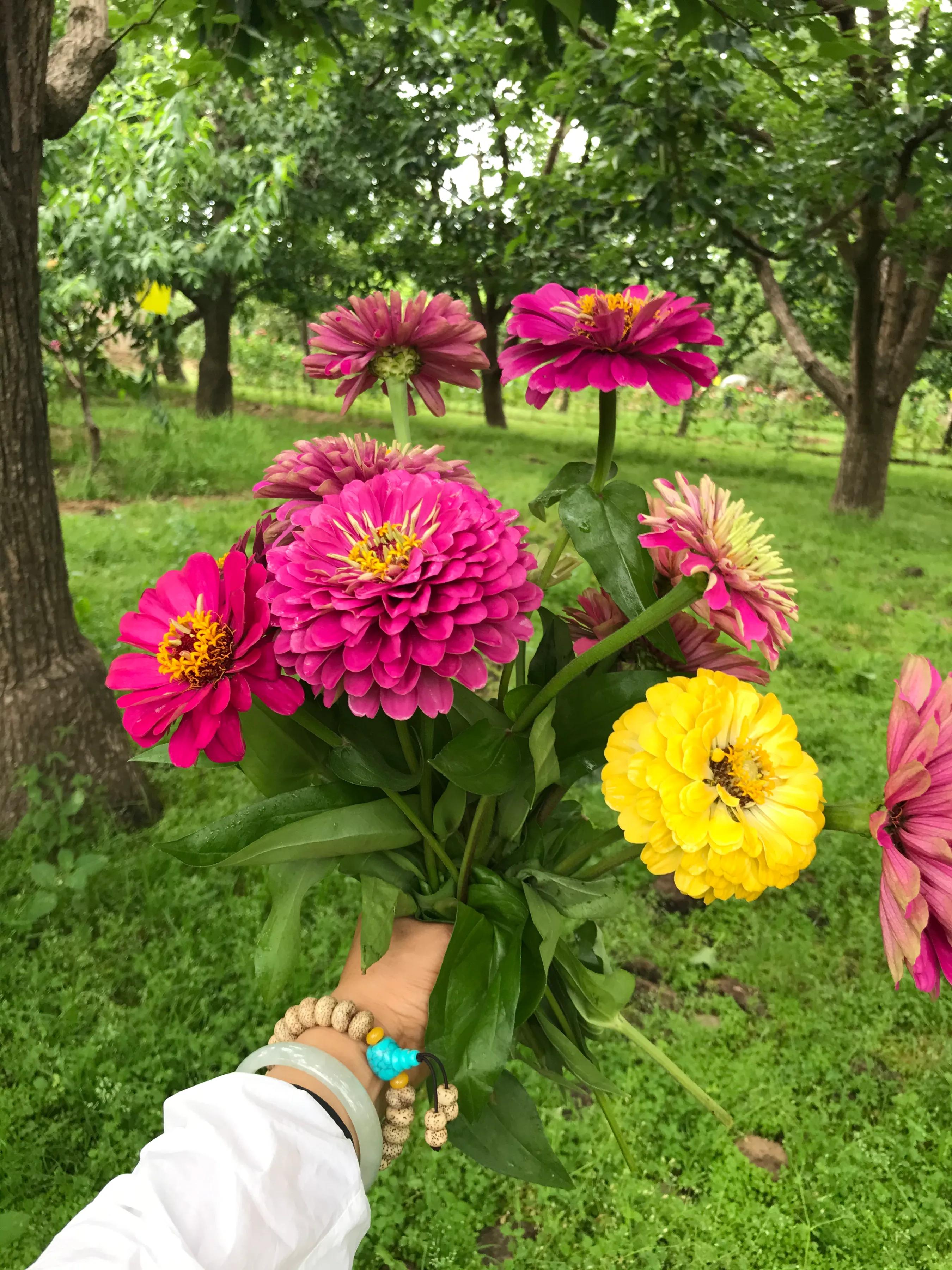 China's first ancient pear garden in Shichuan, Lanzhou - iNEWS