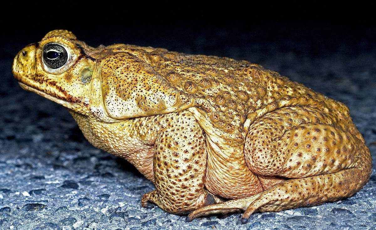 Australian Toads are flooding!What magic power does the sea toad have ...