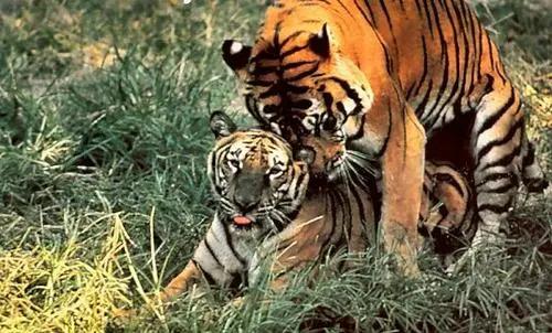 Why do male cats have to grow barbs to scratch females?What is the ...