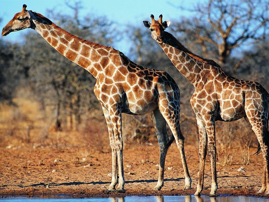 The eight animals with the longest necks in the history of the earth ...