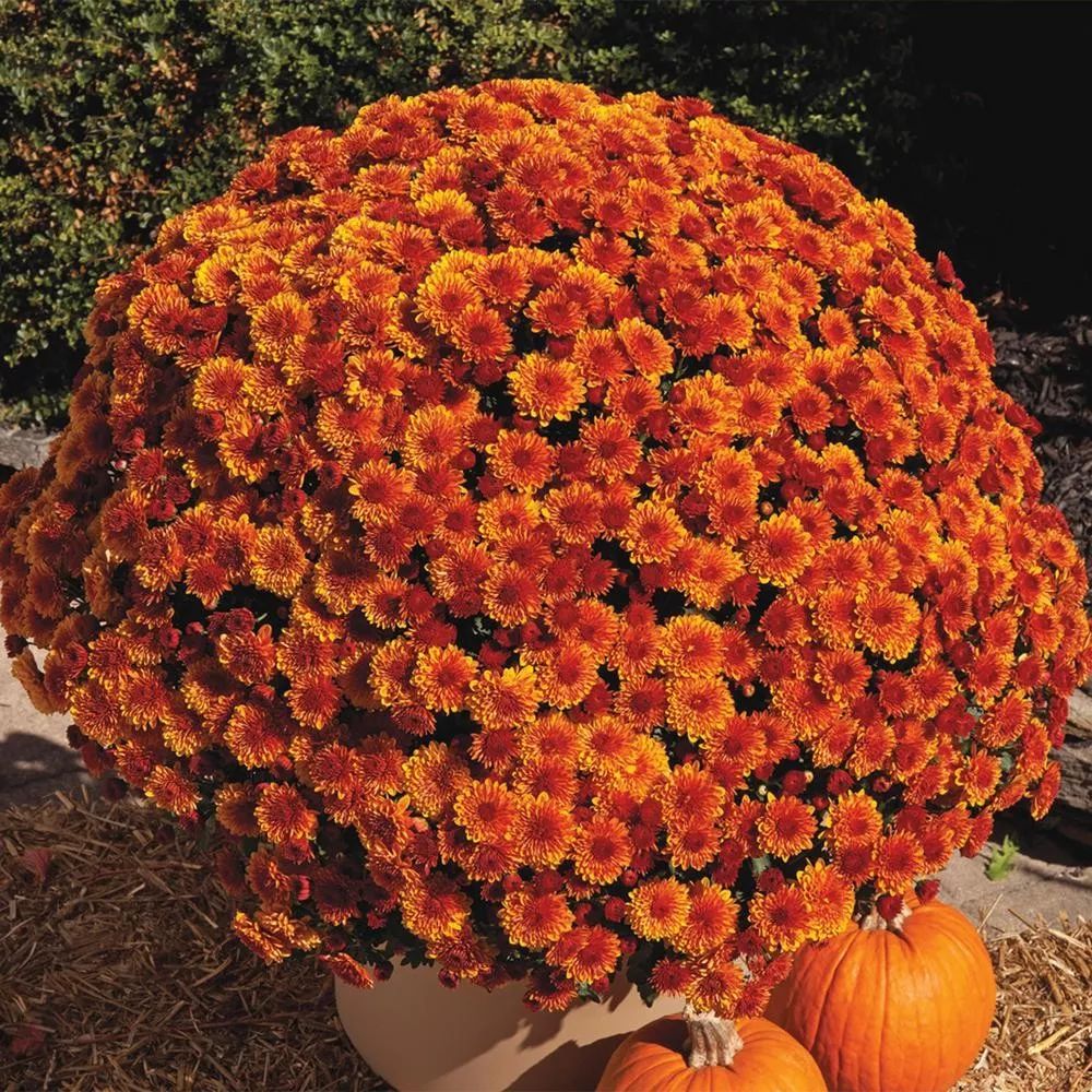 A kind of flower in autumn, 1,000 flowers in a pot, the flower pot ...