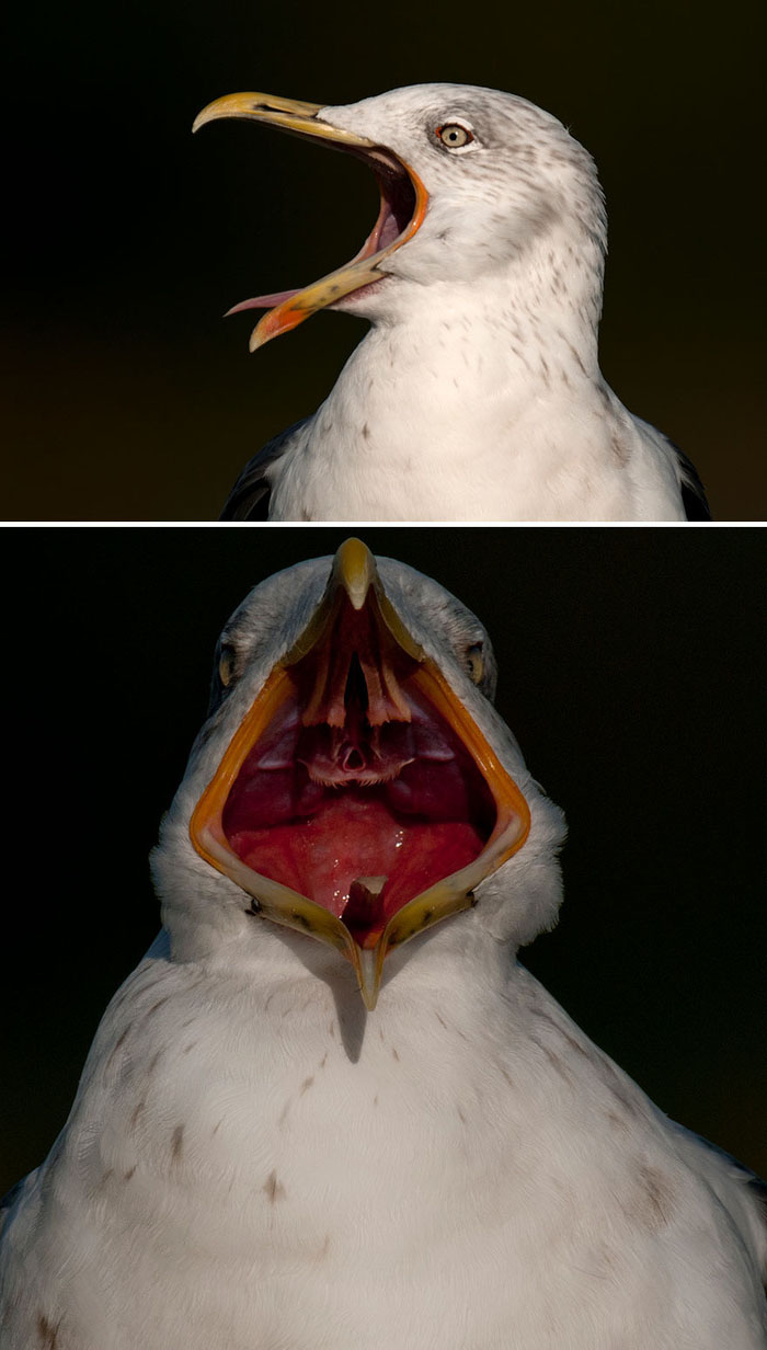 The photographer posted a bird "front VS side view" and netizens ...