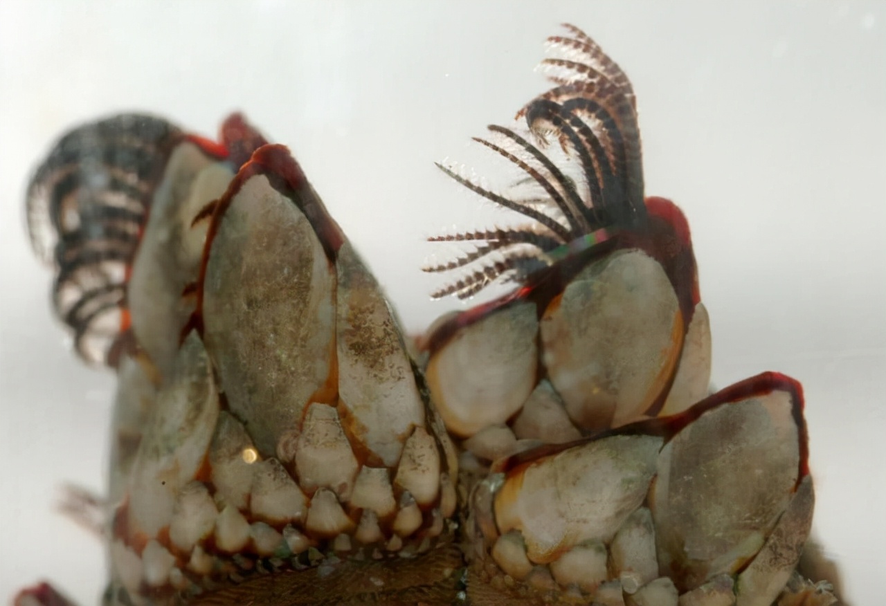 How terrible is the barnacle spurned in the ocean?Just look at the fate ...