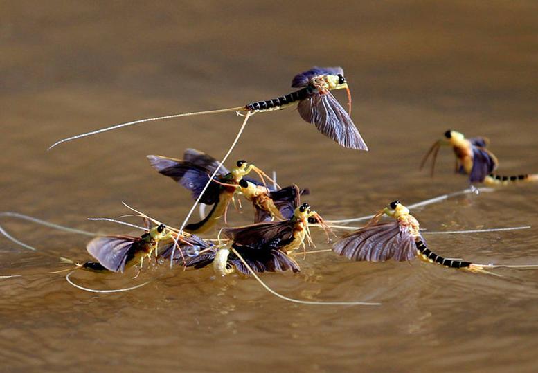 Mayfly can only live for days?What is the meaning of its existence, is ...