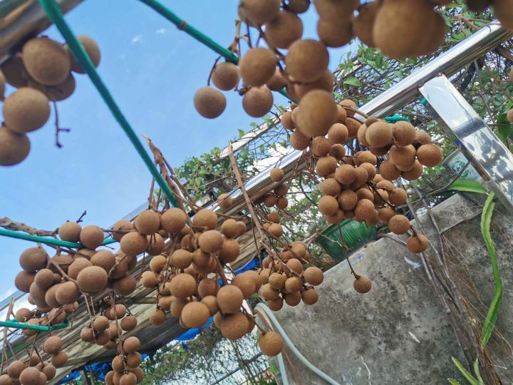 It's the season of drying longan again, how to make golden longan meat ...