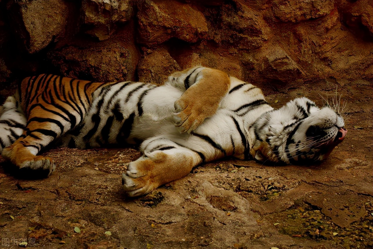 Who can kill the tiger king "Lek"?It traverses the corpse and ...