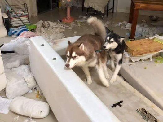 Those who dare to raise these famous "demolition dogs" are all warriors ...