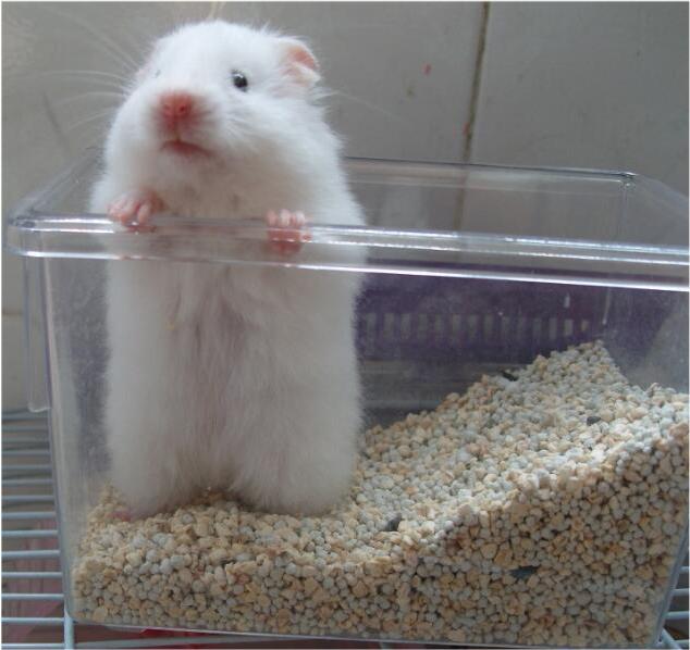 The dead body of a hamster must be treated like this to be safe - iMedia