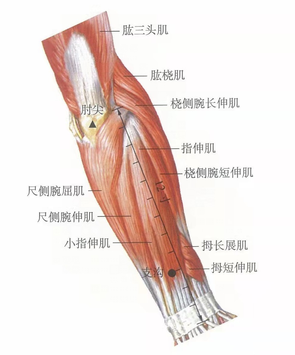 Zhigou Point-a good helper for constipation - iNEWS