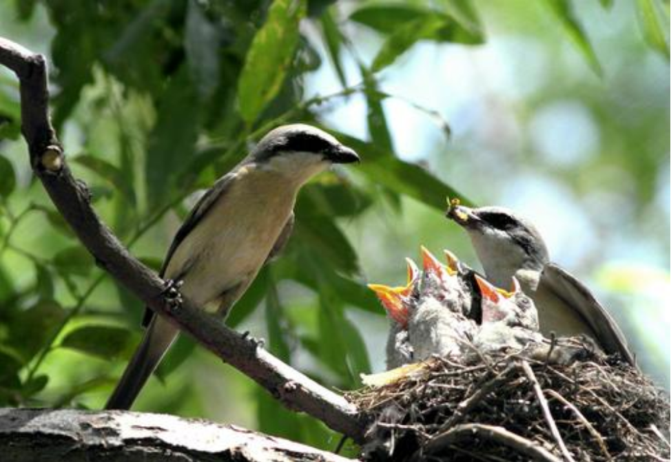 Shrike: It looks so cute, but because it likes skewers, it is called a ...