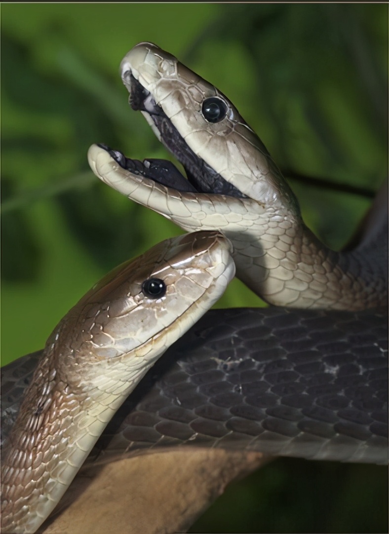 "African Grim Reaper" is also crippled?Encountered a "snake catcher ...