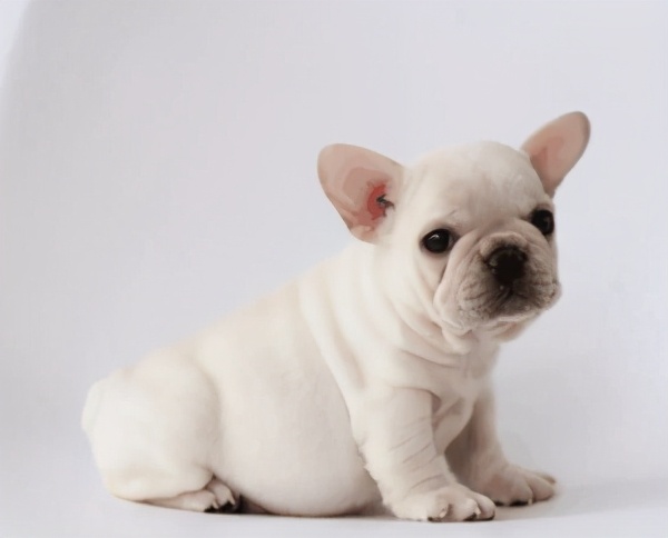 These 8 small dogs are very loyal, and no one who has raised them will ...