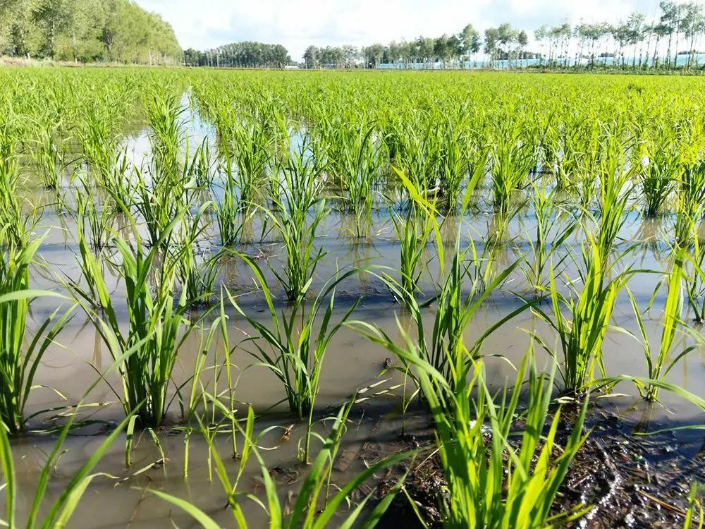 The ancient creatures in the paddy fields look like mussels. They didn ...