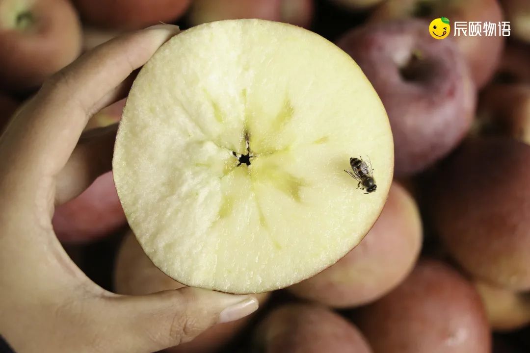 The Story of Chenyi: Ugly Apples in Zhaotong, Yunnan - iNEWS