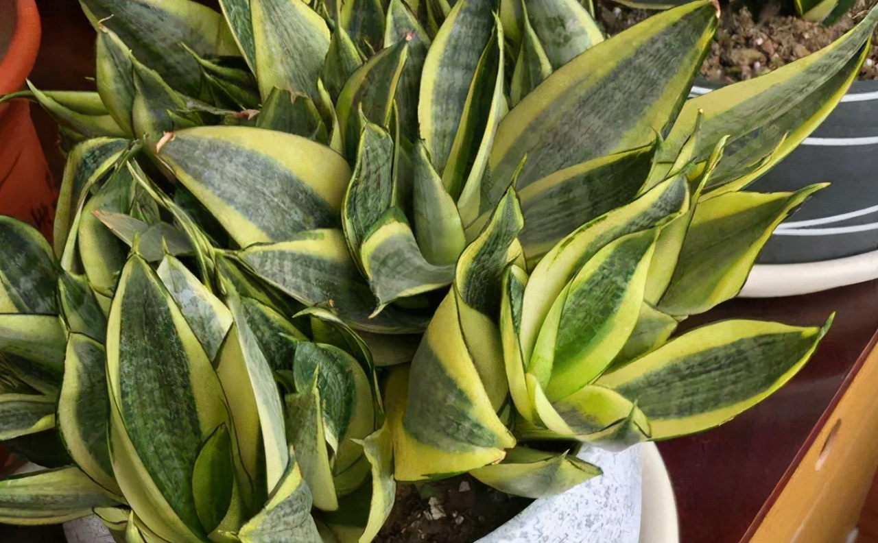 Tiger Piran grows poorly, leave some water in these "three positions ...
