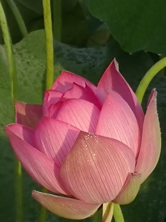 "Tao De Jing": Love is surging, and love warms the world - iNEWS