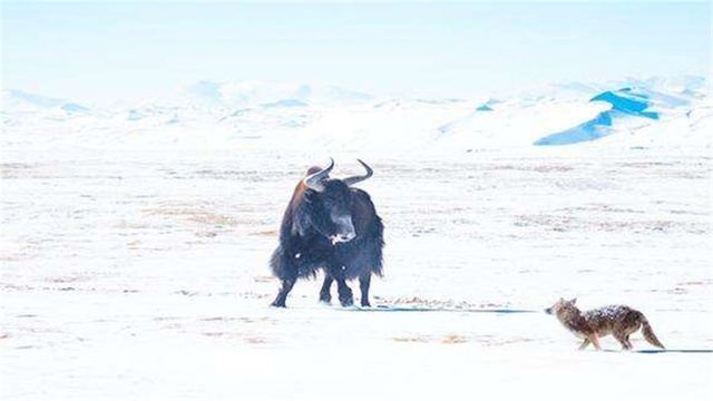 Are yaks wild?Able to fight wolves and bears, fierce courtship ...