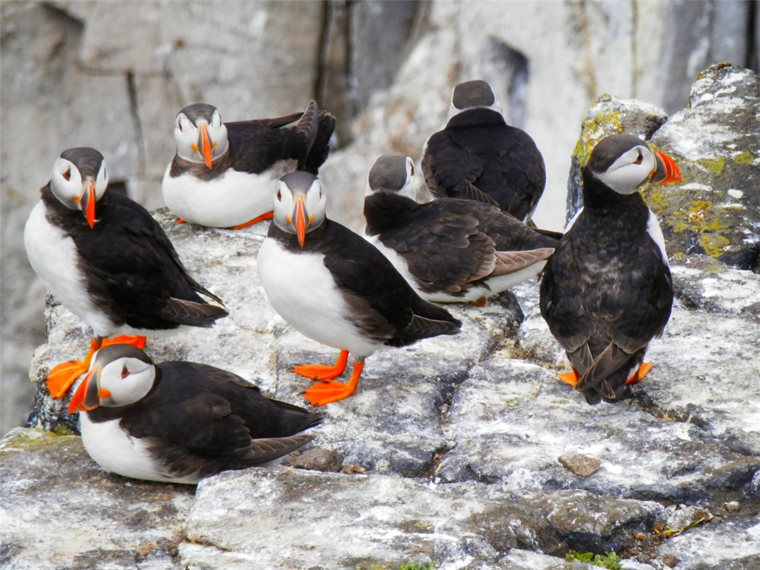 Inuit pickled puffins are "out of the circle", and canned herring ranks ...