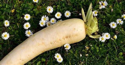 The amazing benefits of radish on the human body - iNEWS