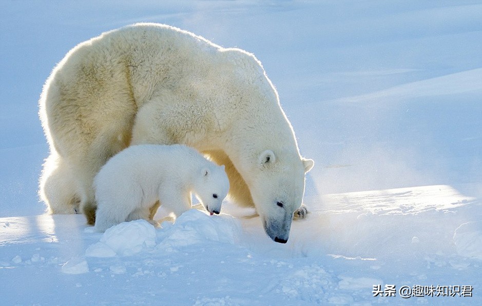 Interesting and cold knowledge sharing, strange knowledge has increased ...