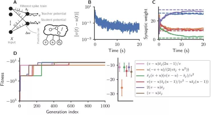 EU "Human Brain Project" : New algorithms simulate biological evolution ...
