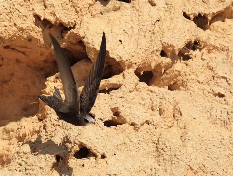 Fly the farthest to South Africa, how does the Chinese swallow fly to ...